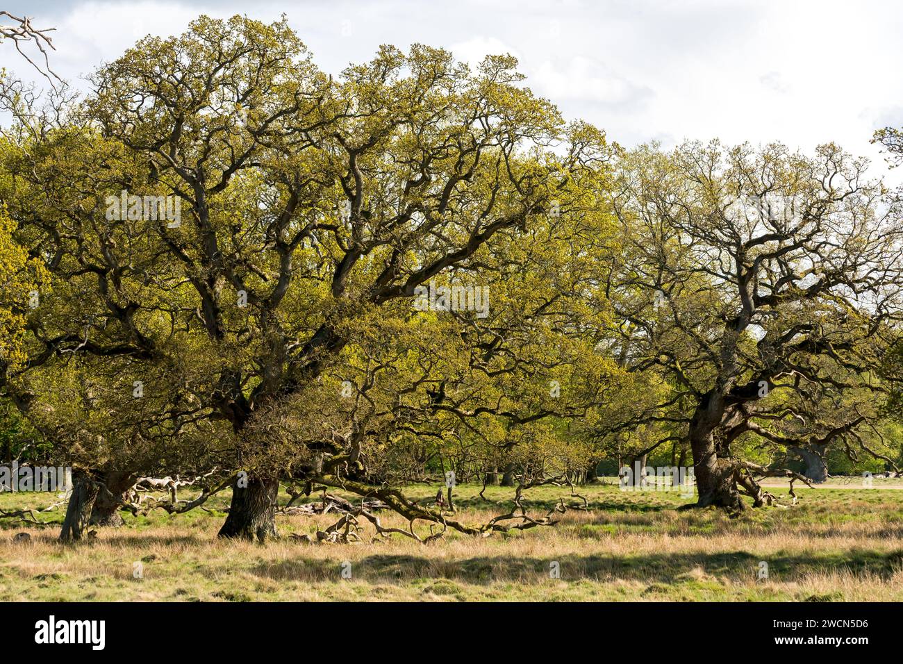 Dyrehaven forest in Spring, Denmark Stock Photo - Alamy
