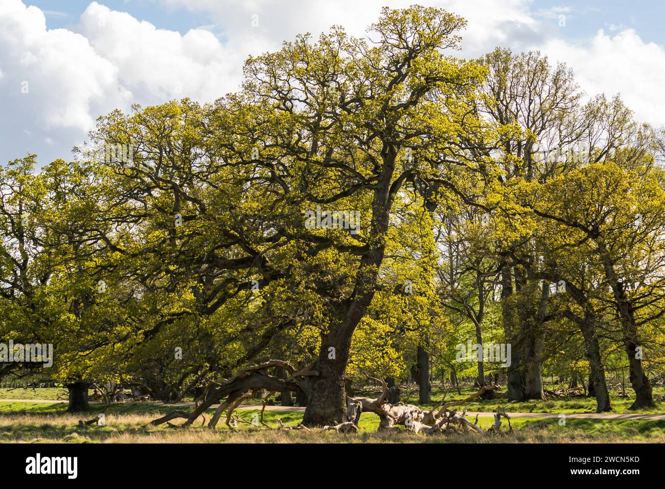 Copenhagen dyrehaven summer hi-res stock photography and images - Alamy