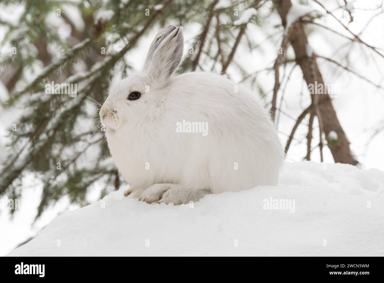 Rocky Mountain Snowshoe Hare Stock Photo - Alamy