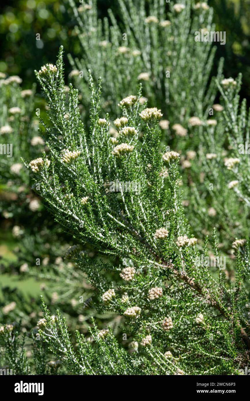 Close up of tauhinu (ozothamnus leptophyllus) flowers in bloom Stock ...