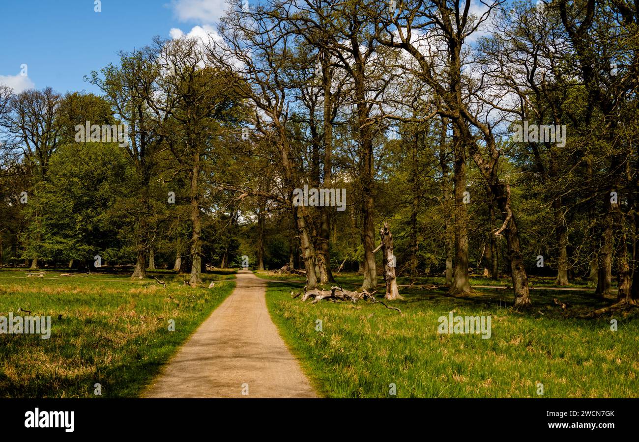 Dyrehaven forest in Spring, Denmark Stock Photo - Alamy