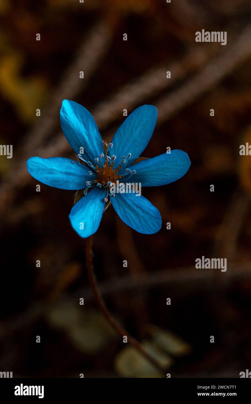 spring flower with dew drops in the sun, blue anemones, forest flowers ...