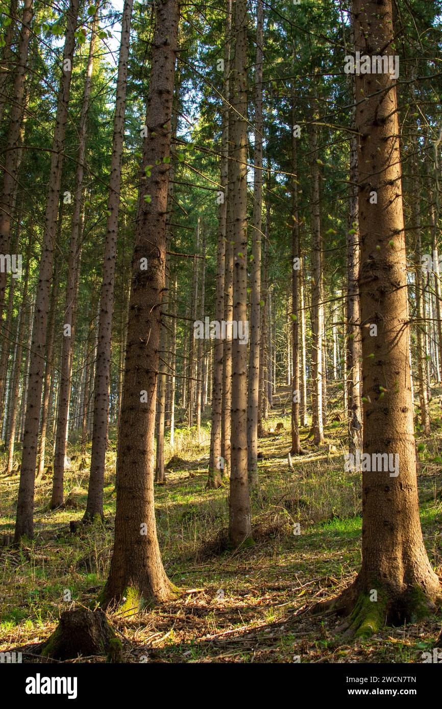 Austrian forest hi-res stock photography and images - Alamy