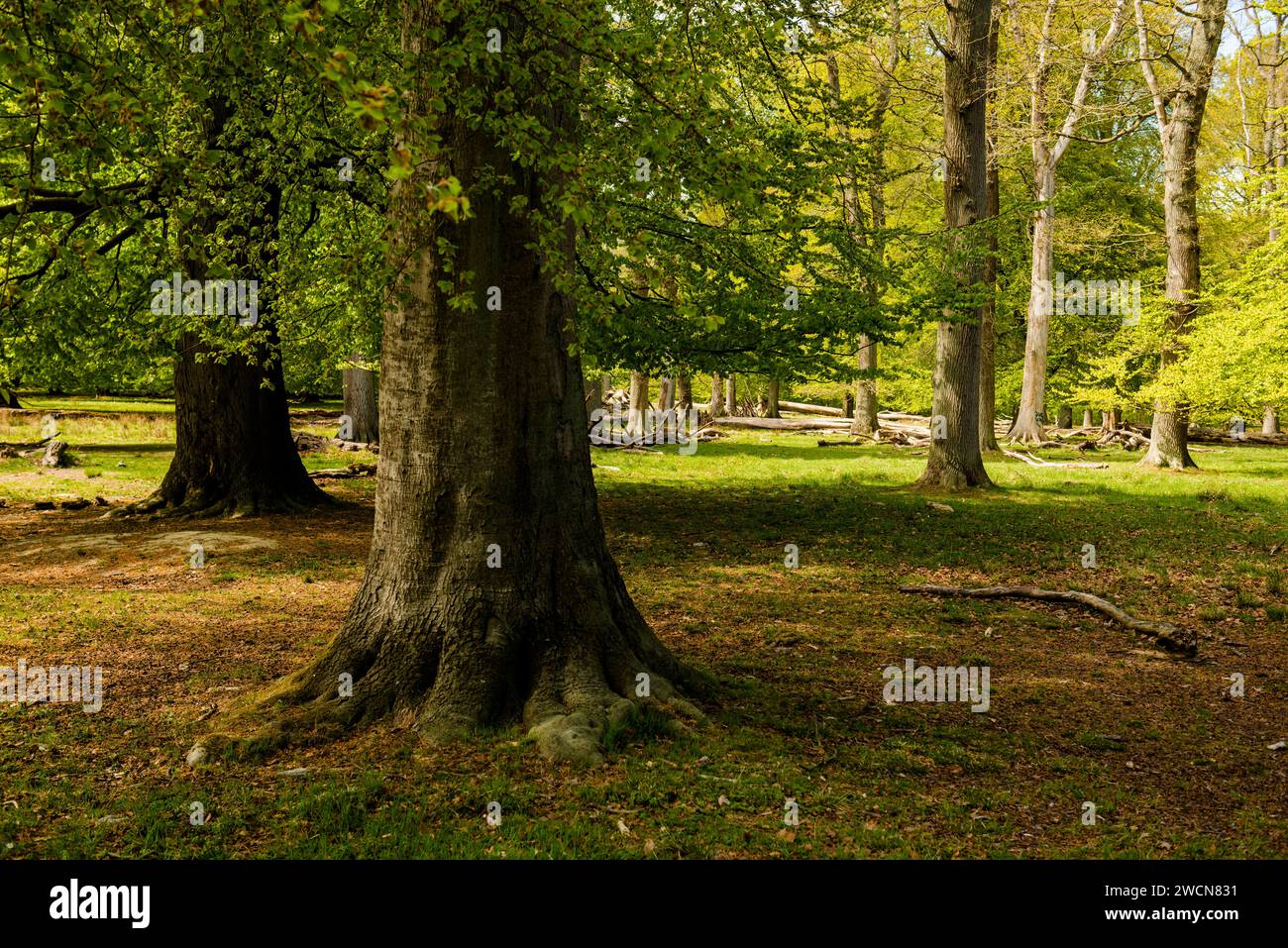 Dyrehaven forest in Spring, Denmark Stock Photo - Alamy