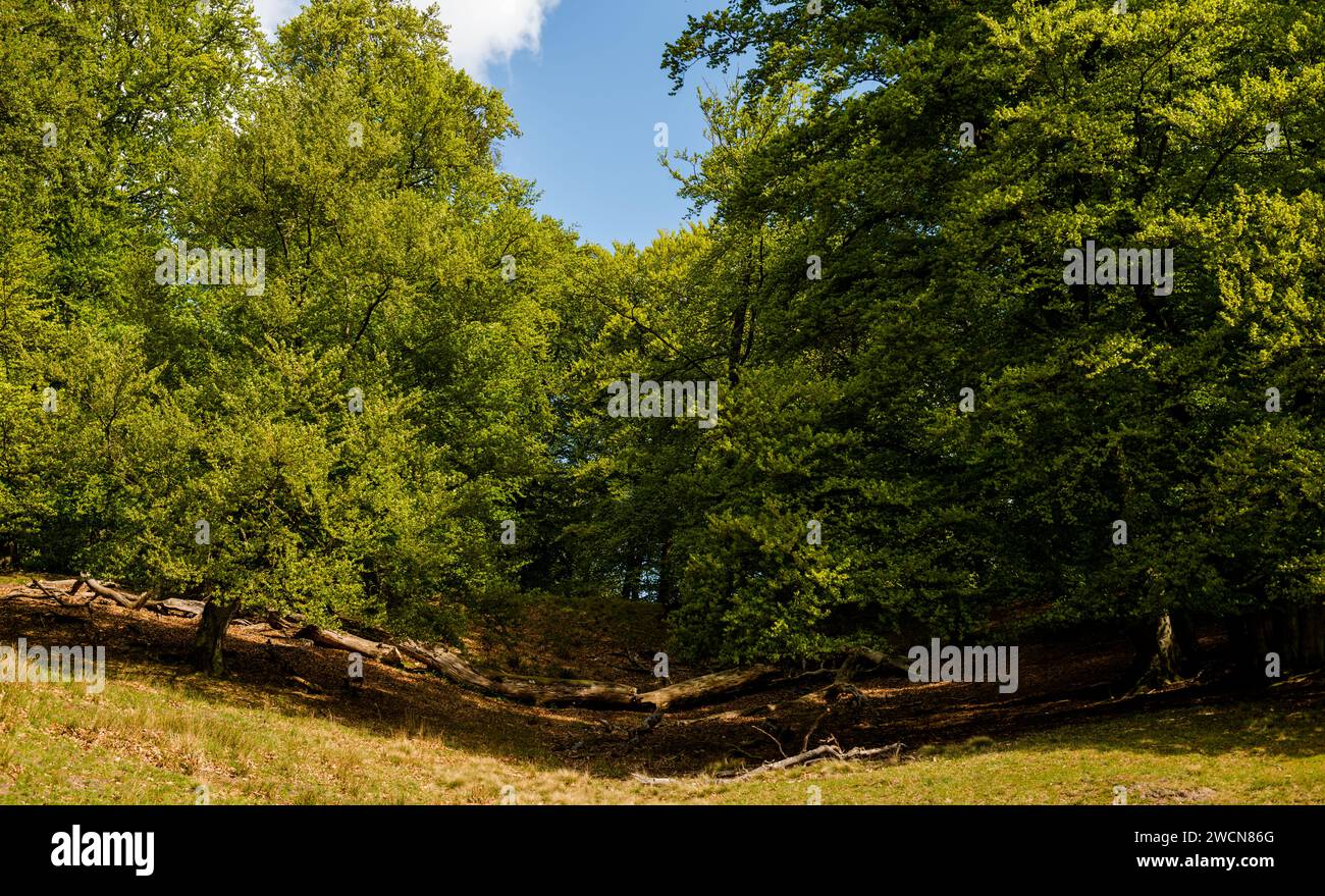 Beech denmark hi-res stock photography and images - Alamy