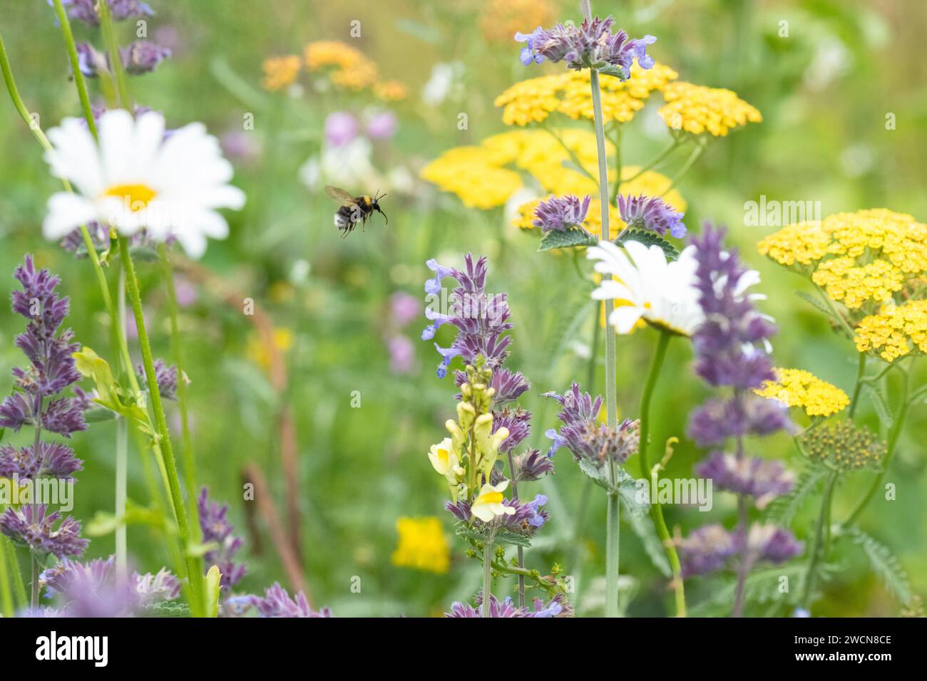 Pollinator friendly plants in UK wildlife garden including ox-eye ...