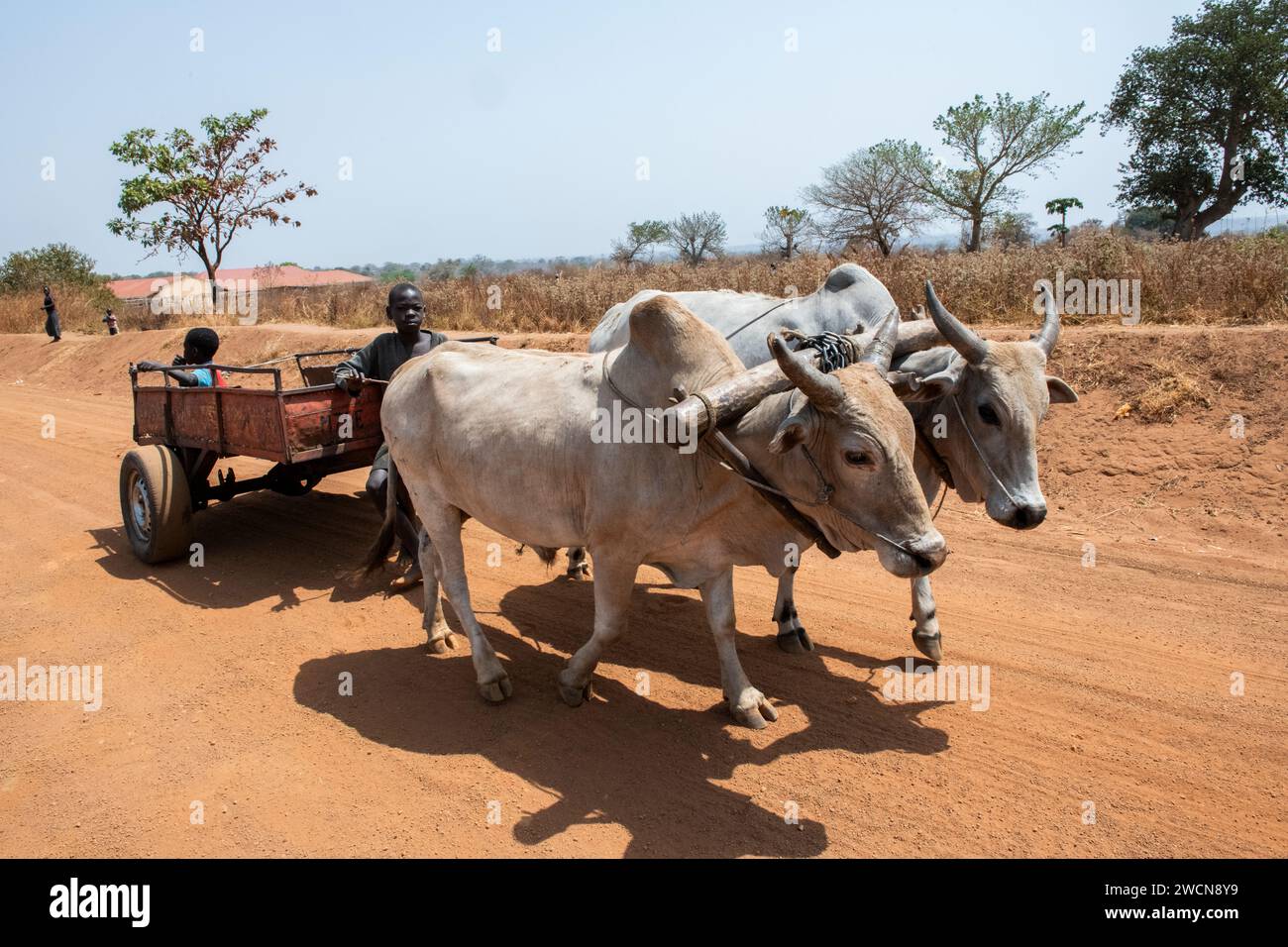 Bull pulling cart hi-res stock photography and images - Alamy