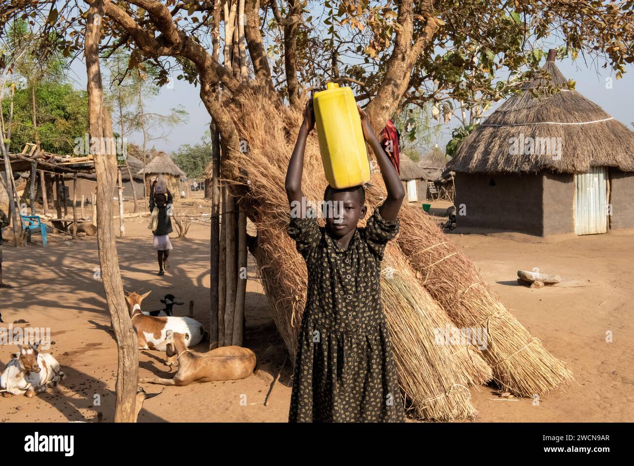 Uganda, Adjumani. South Sudan refugees carrying water to their homes ...