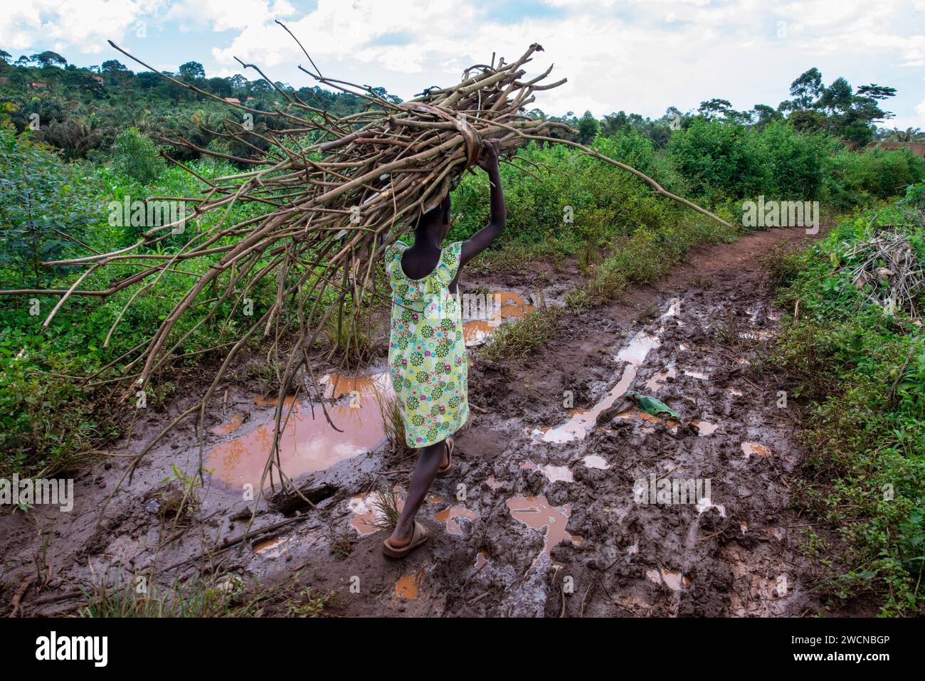 Uganda, Mukono District. Children collect sticks from the forest near ...