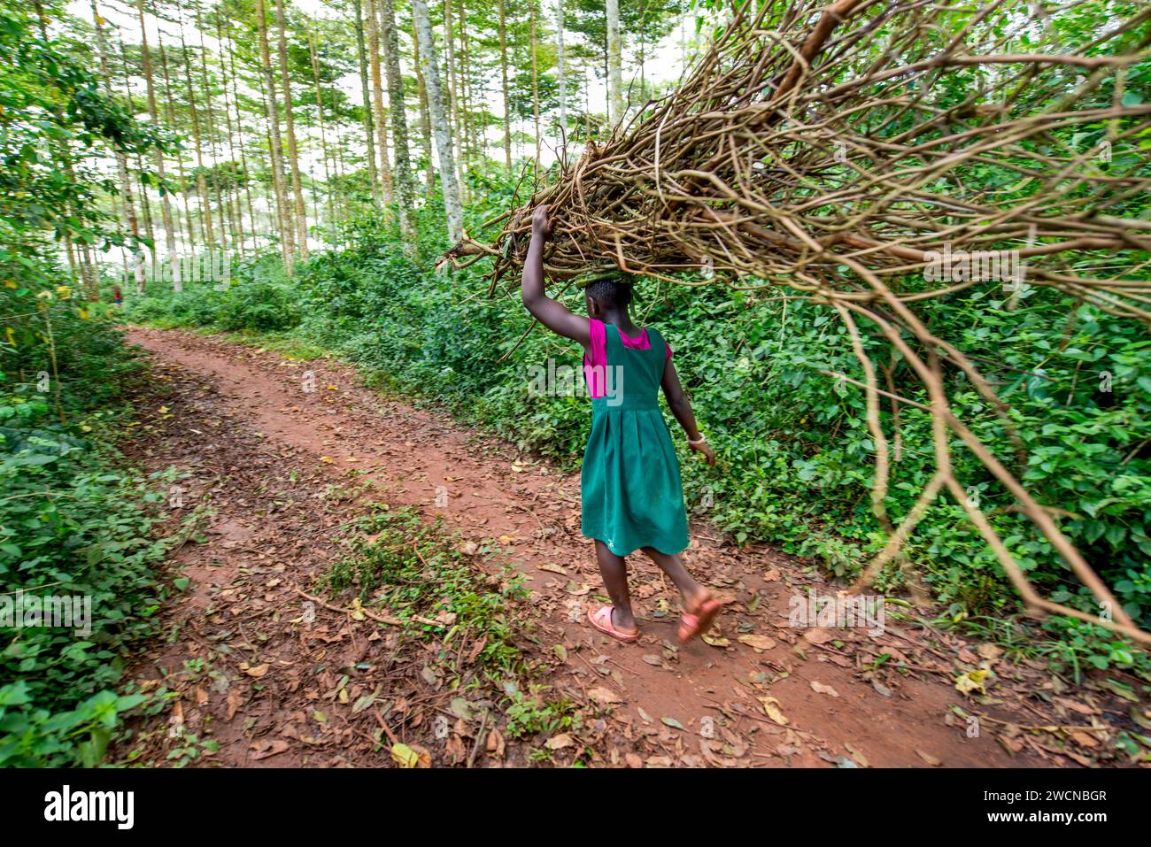 Uganda, Mukono District. Children collect sticks from the forest near ...