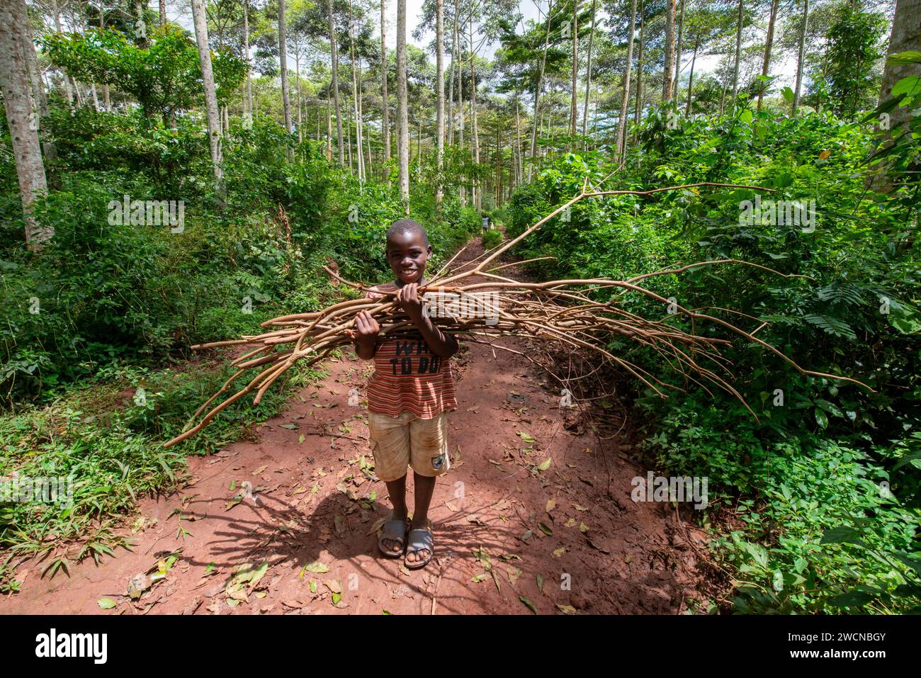 Uganda, Mukono District. Children collect sticks from the forest near ...