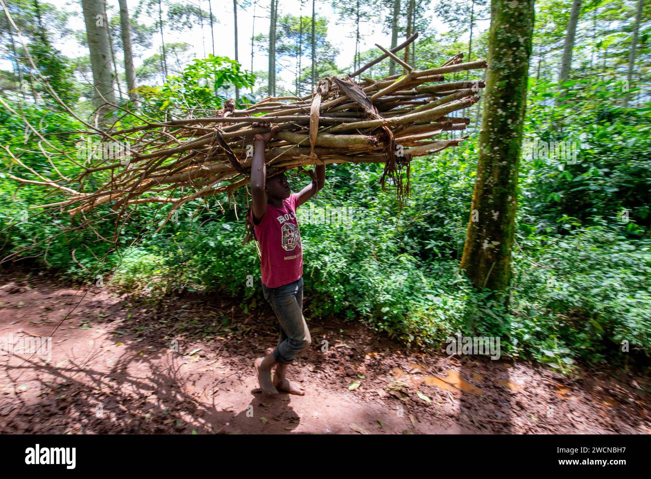 Uganda, Mukono District. Children collect sticks from the forest near ...
