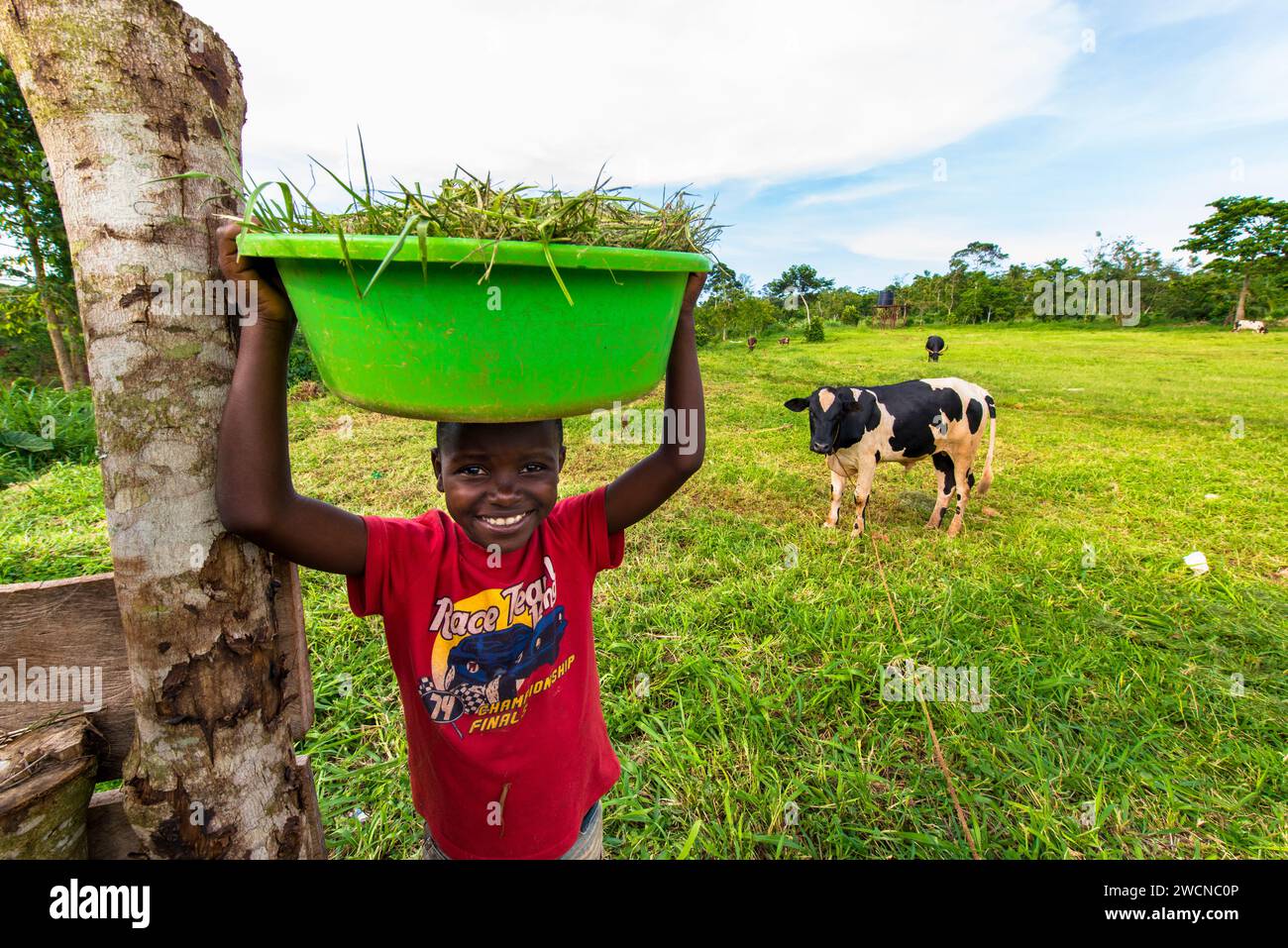 Uganda, Mukono District. Children help out on the farm. Editorial use ...