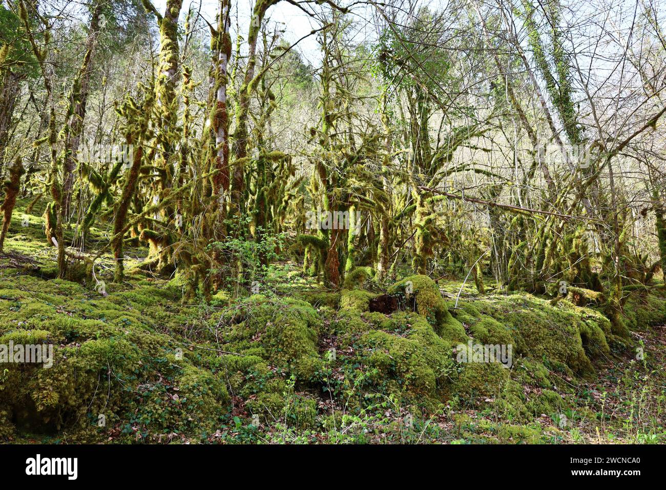 View on a forest in the Jura department Stock Photo - Alamy