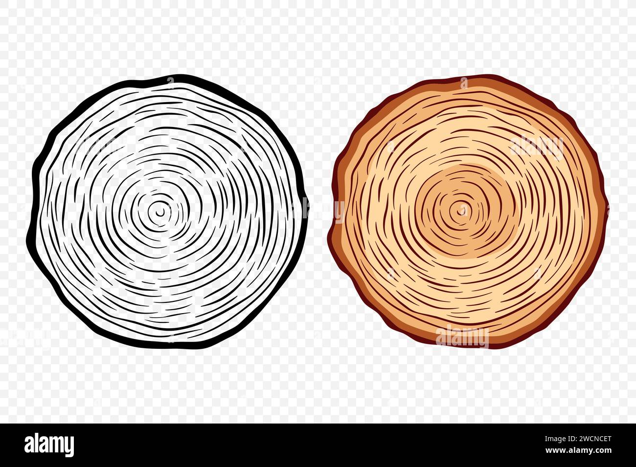 Tree Rings, Oak and Pine Slices, Lumber, and Timber Cross Section with ...