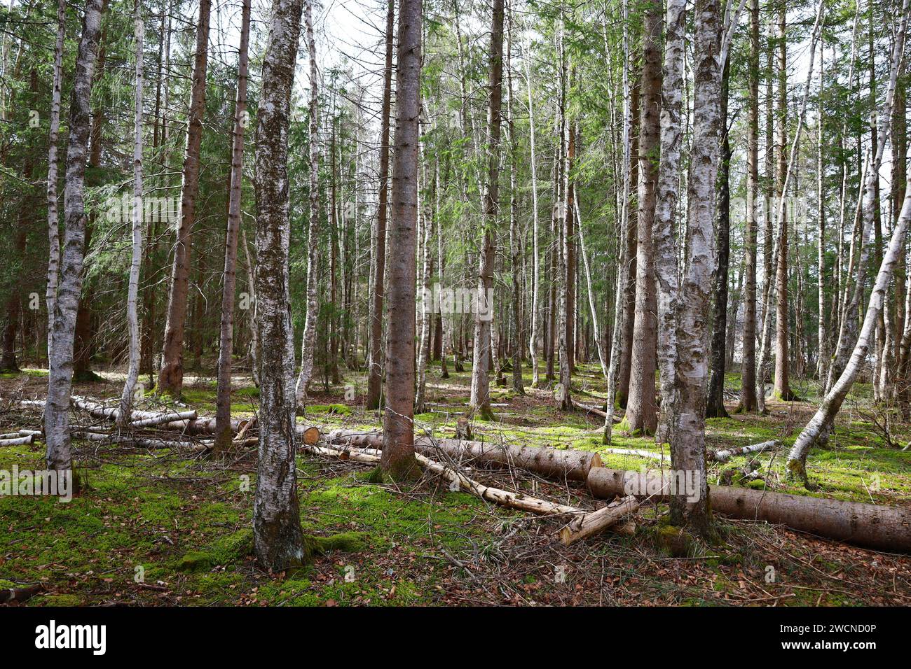 View on a forest in the Jura department Stock Photo - Alamy