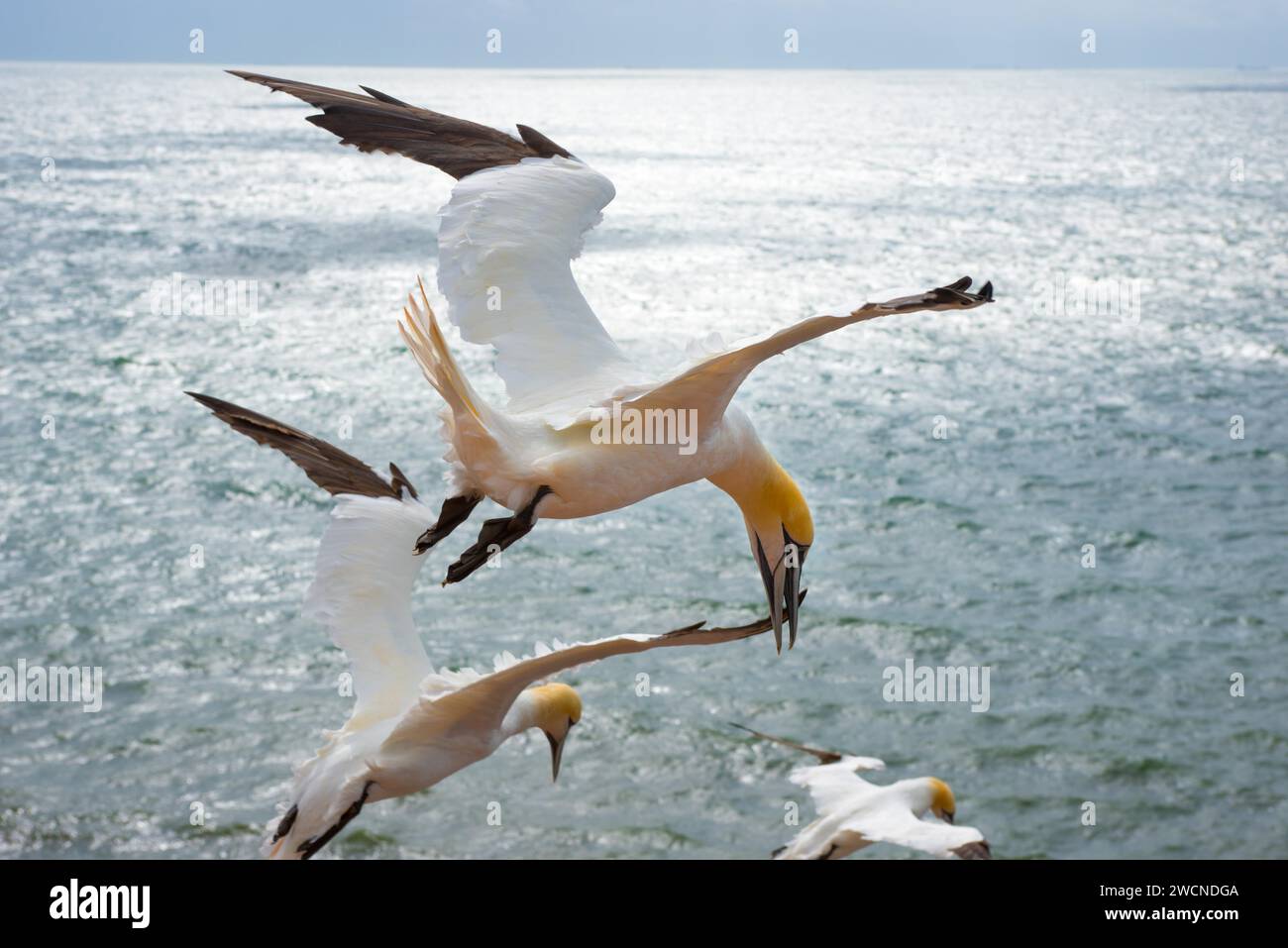 Several gannets (Morus bassanus) (synonym: Sula bassana) in flight in ...