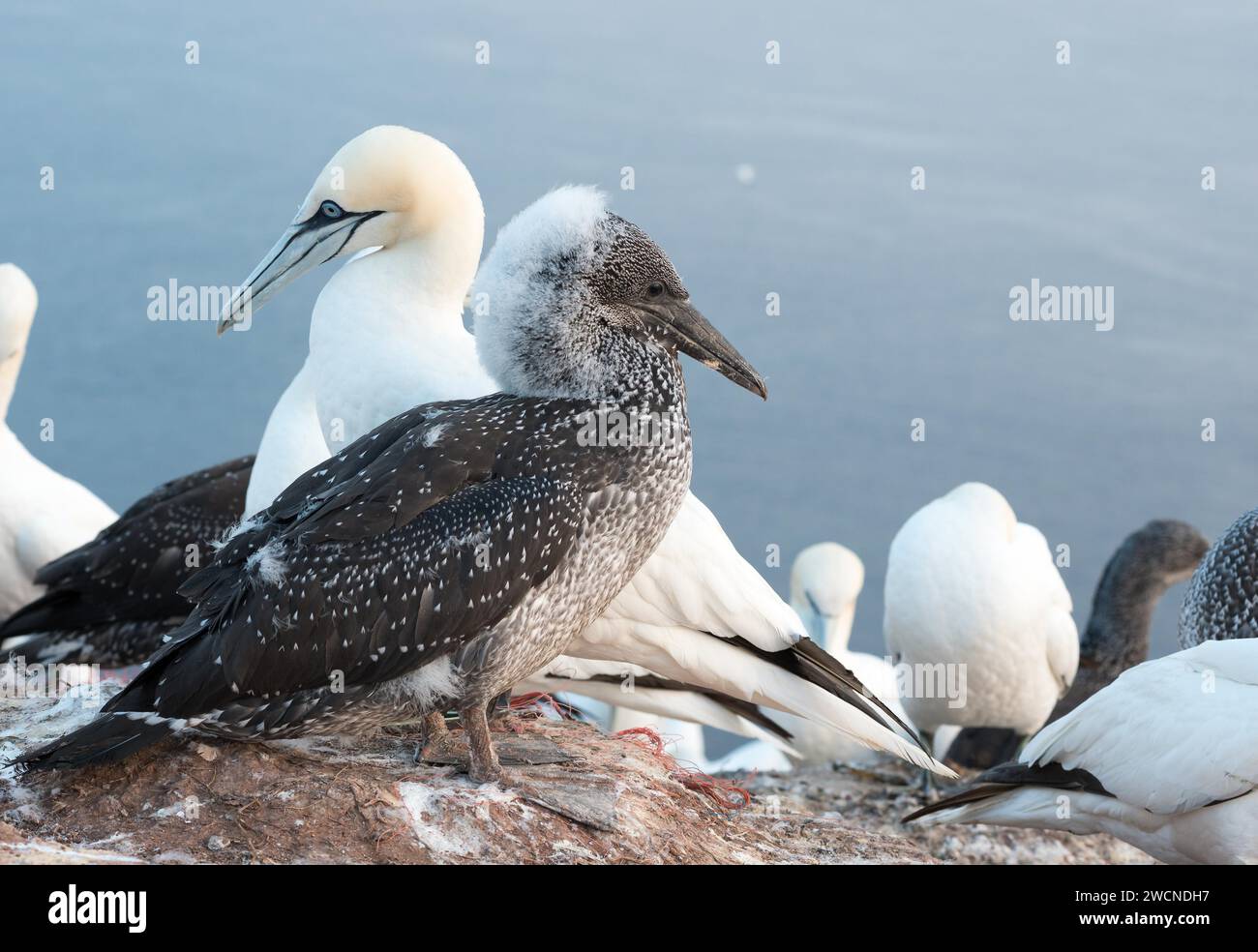 A gannet (Morus bassanus) (synonym: Sula bassana) next to a young bird ...