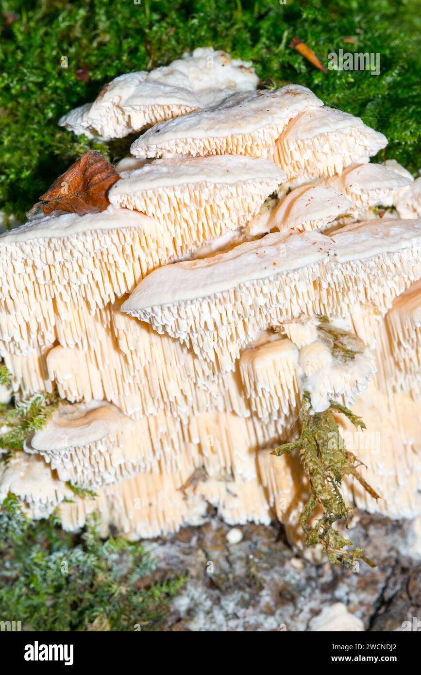 Thick-spined sponge mushroom (Spongipellis pachyodon) or broad-spined ...
