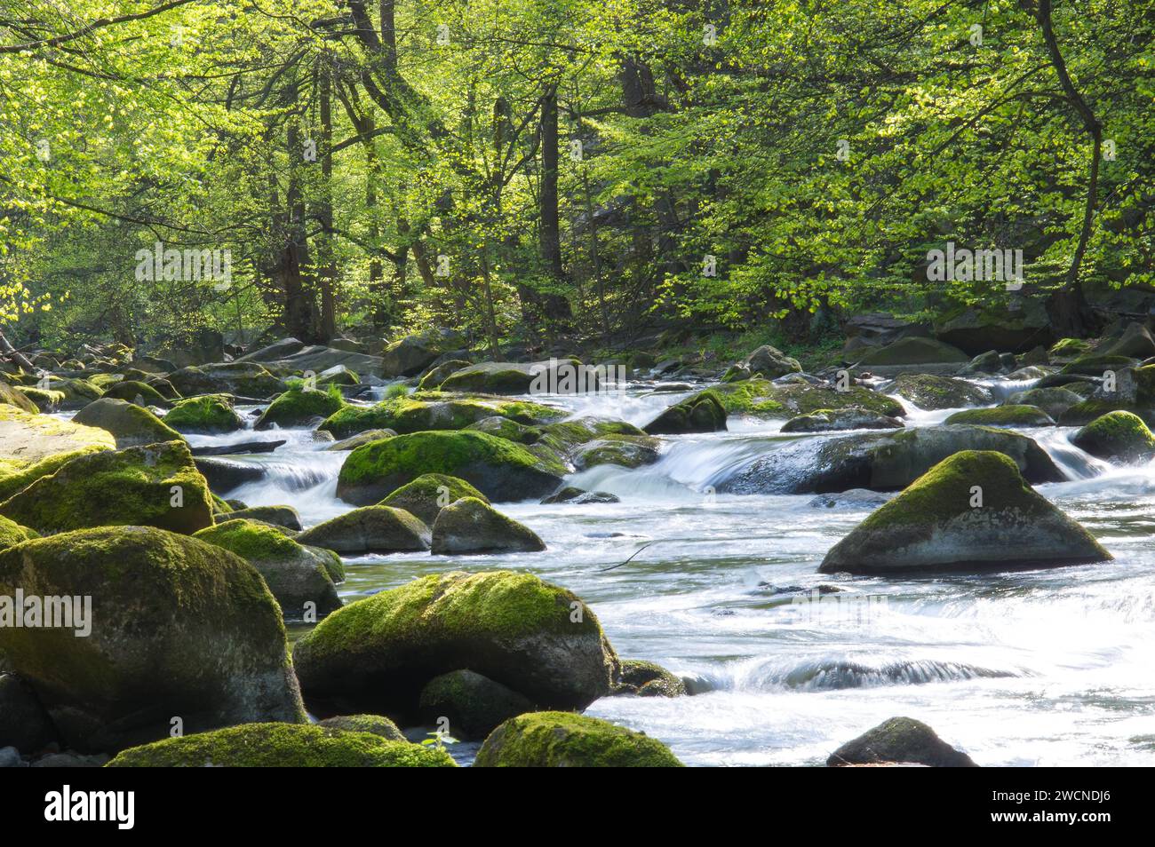 Fast flowing water in a river with rocks, stones with moss and trees ...