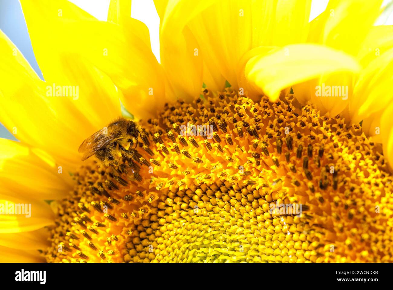 Common carder-bee (Bombus pascuorum), wild bee collects pollen on the ...