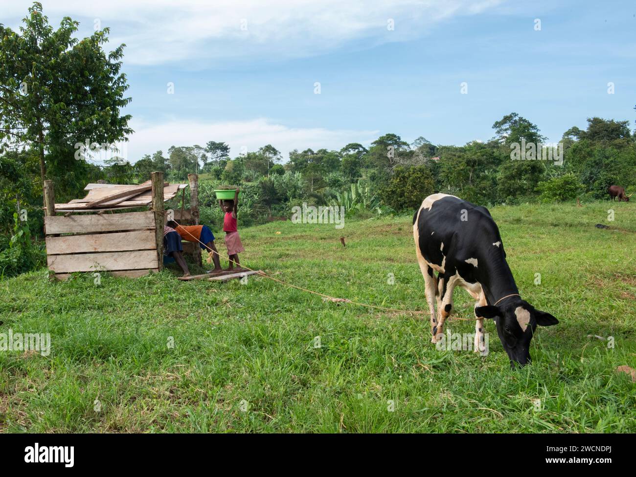 Uganda, Mukono District. Children help with yard work as a cow eats ...