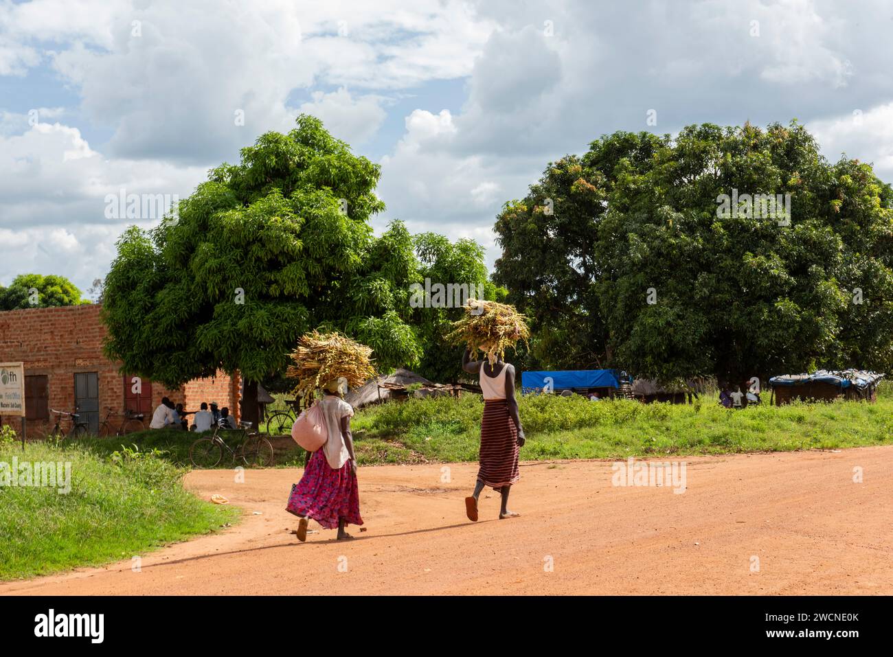 Uganda, Kitgum District. Women carry loads of grasses on their heads ...