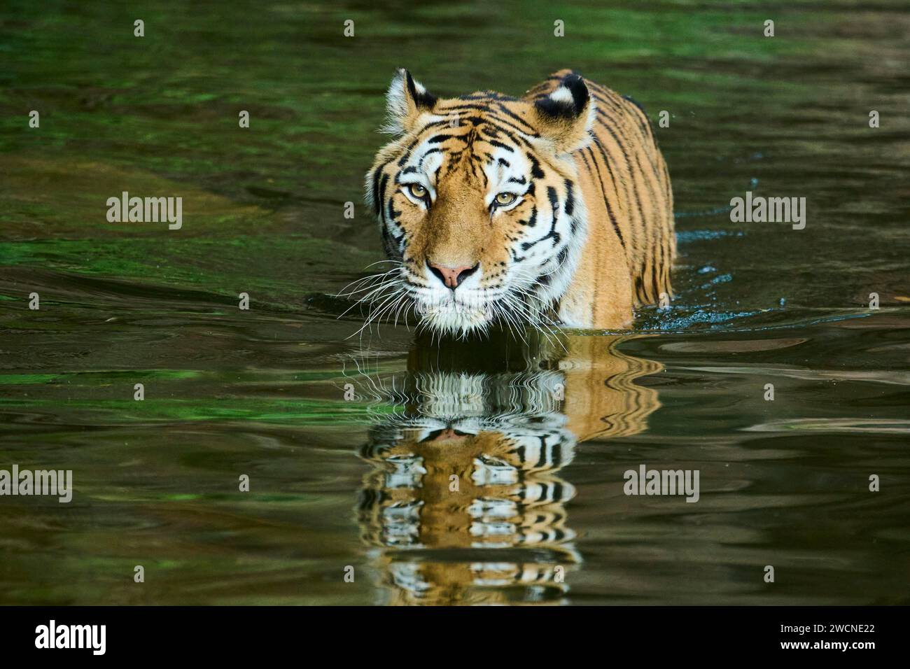 Siberian tiger (Panthera tigris altaica) walking in the water, captive, Germany Stock Photo - Alamy