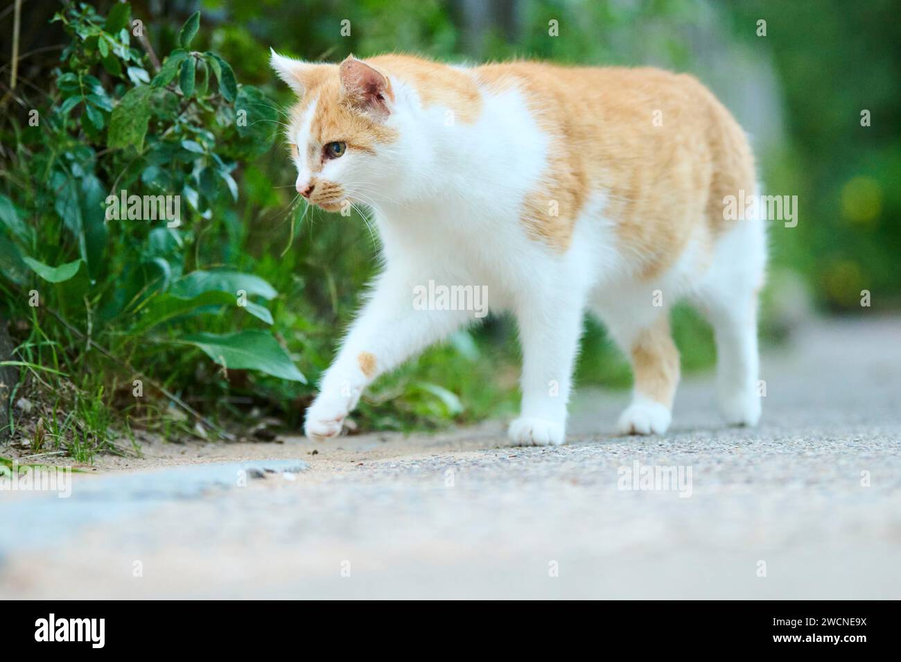 Domestic cat (Felis catus) walking on a street, Bavaria, Germany Stock ...