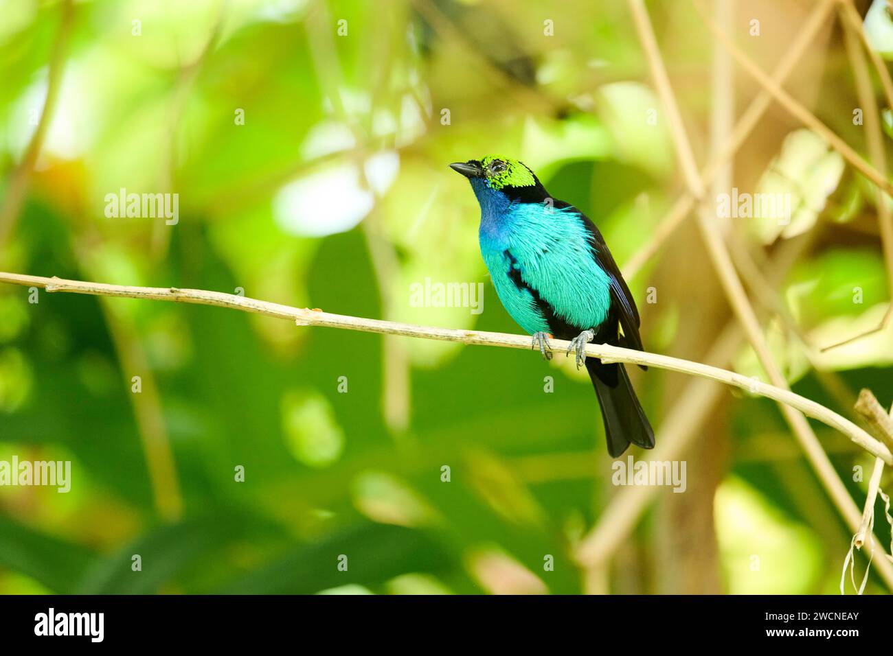 Paradise tanager (Tangara chilensis) sitting on a branch, Bavaria ...