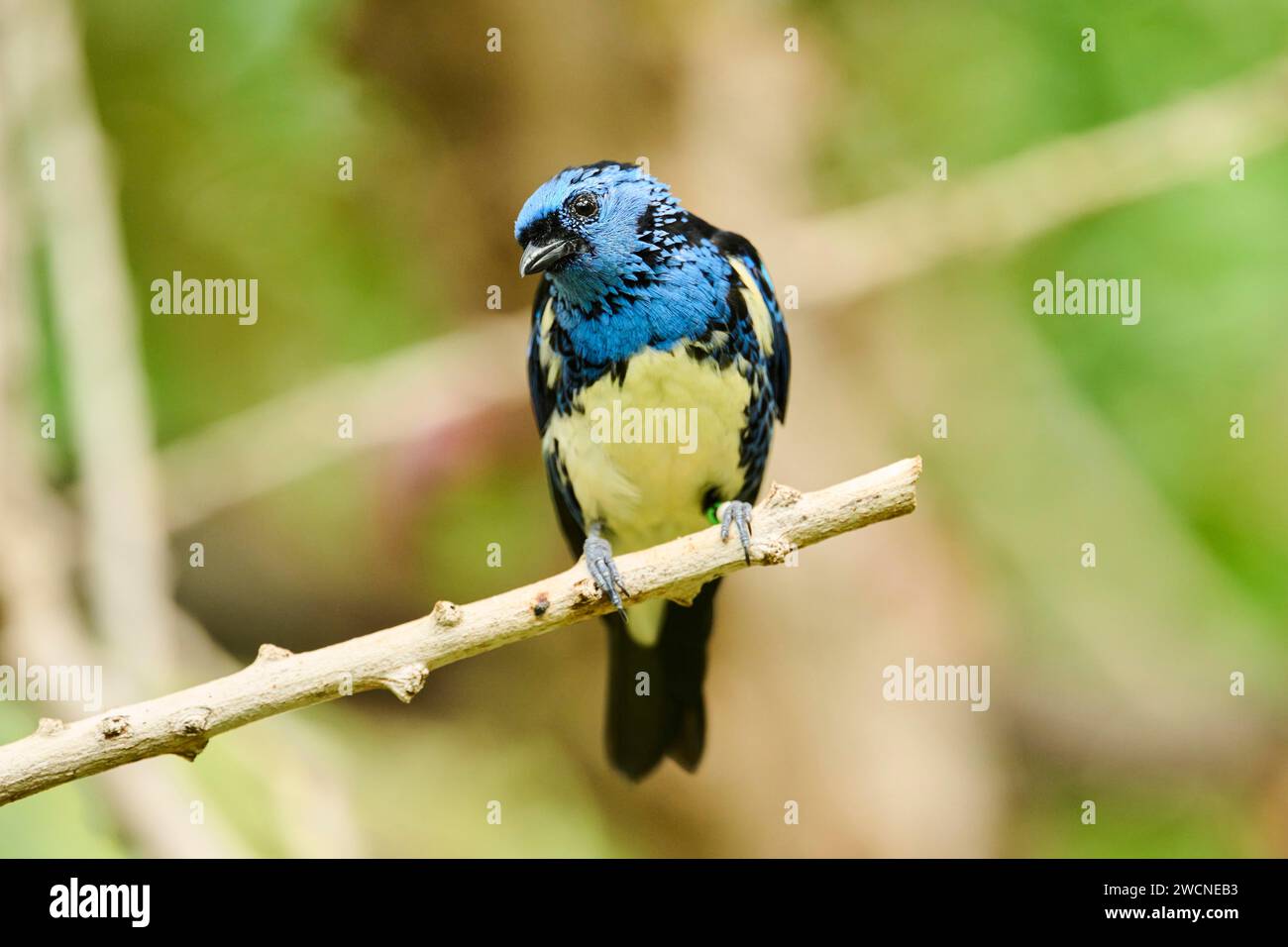 Opal-rumped tanager (Tangara velia) sitting on a branch, Bavaria ...