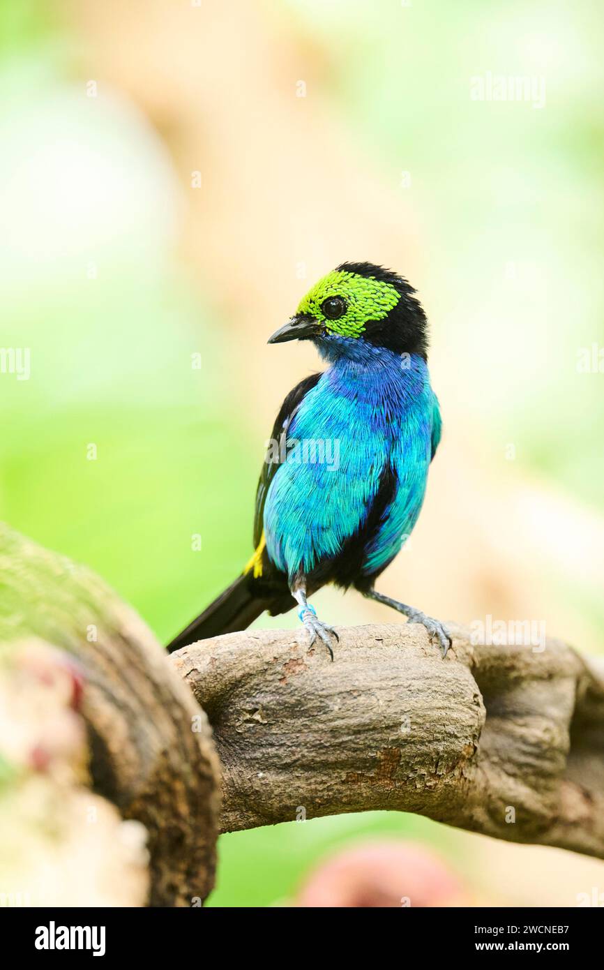Paradise tanager (Tangara chilensis) sitting on a branch, Bavaria ...