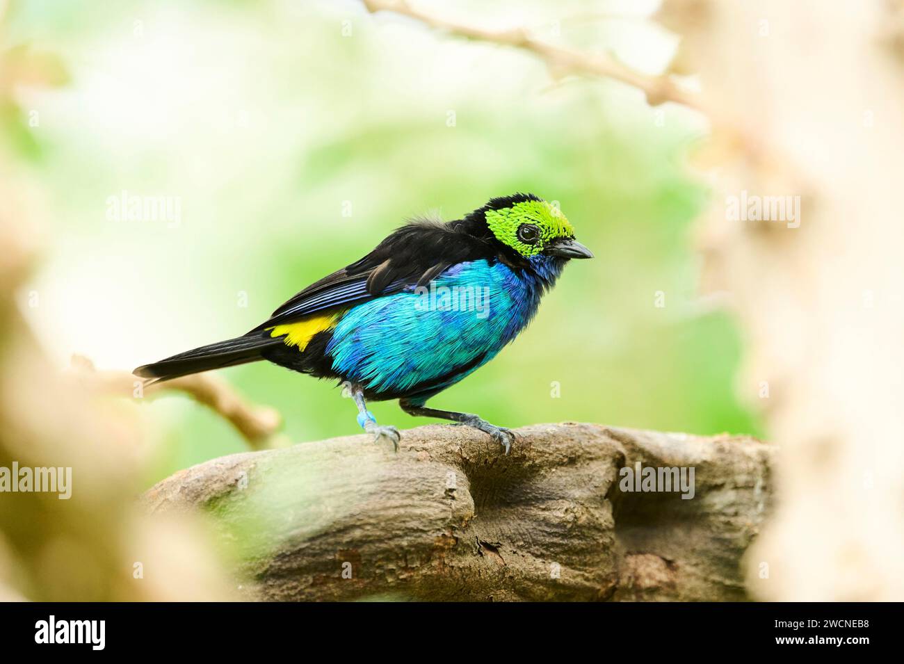 Paradise tanager (Tangara chilensis) sitting on a branch, Bavaria ...