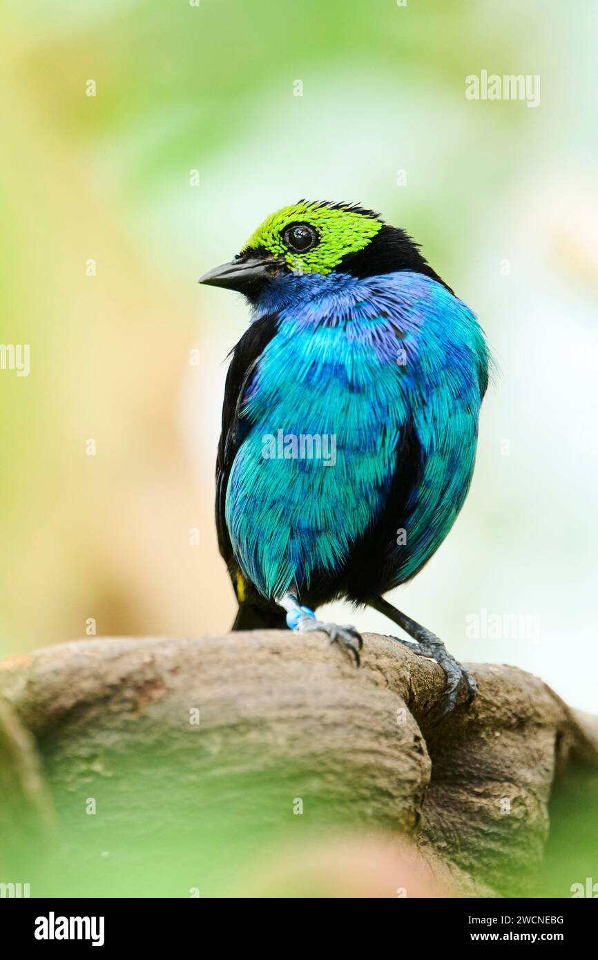 Paradise tanager (Tangara chilensis) sitting on a branch, Bavaria ...