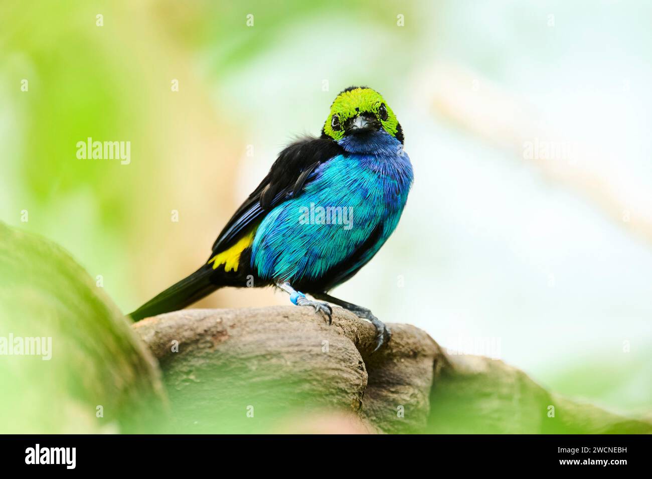 Paradise tanager (Tangara chilensis) sitting on a branch, Bavaria ...