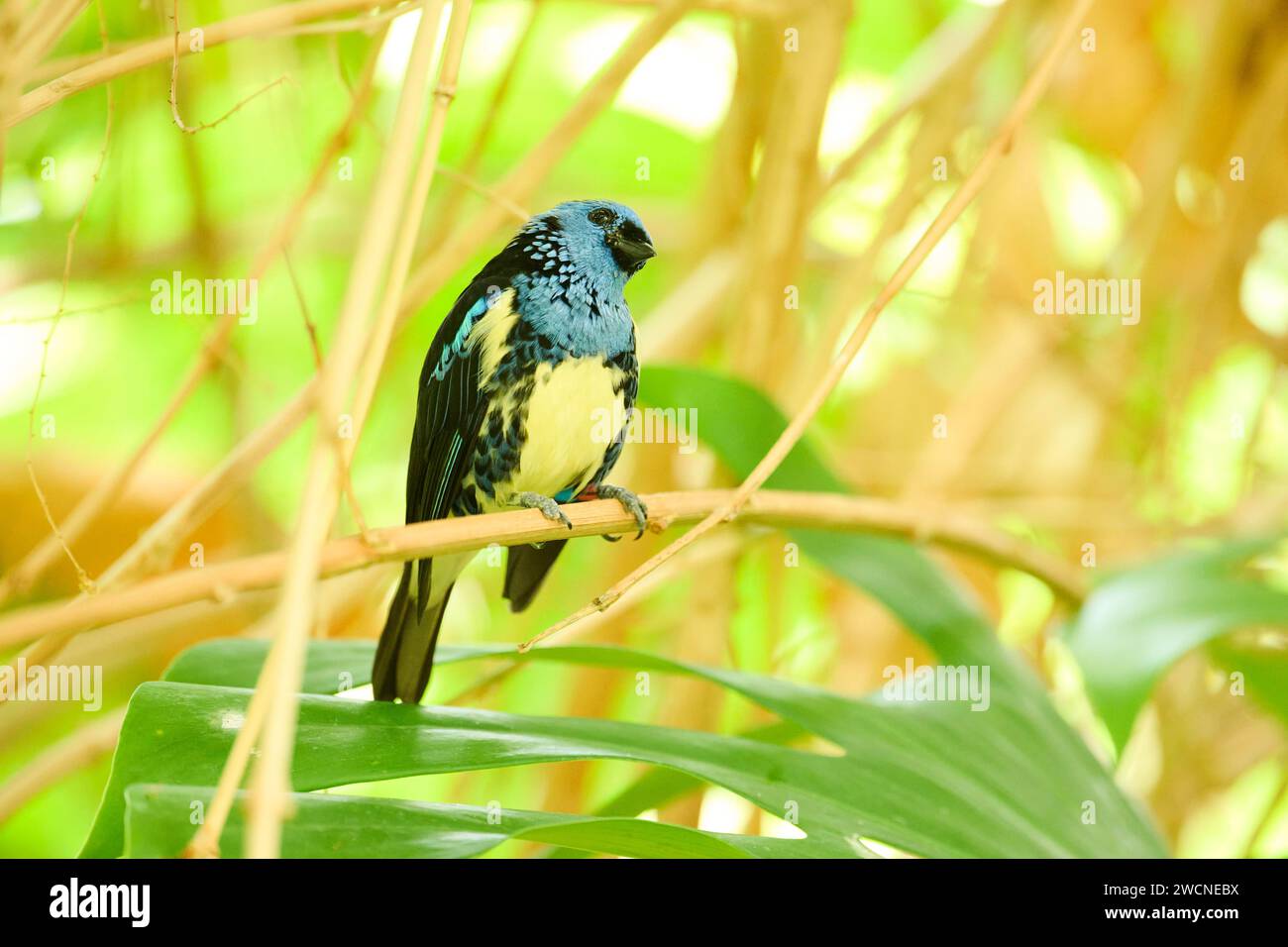 Tangara genus hi-res stock photography and images - Alamy