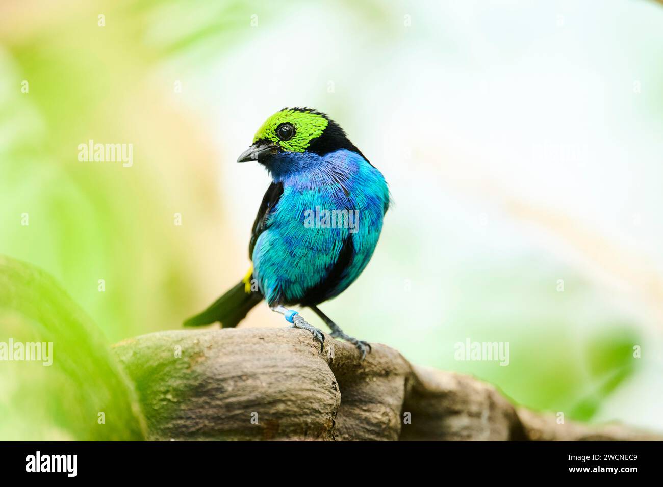 Paradise tanager (Tangara chilensis) sitting on a branch, Bavaria ...