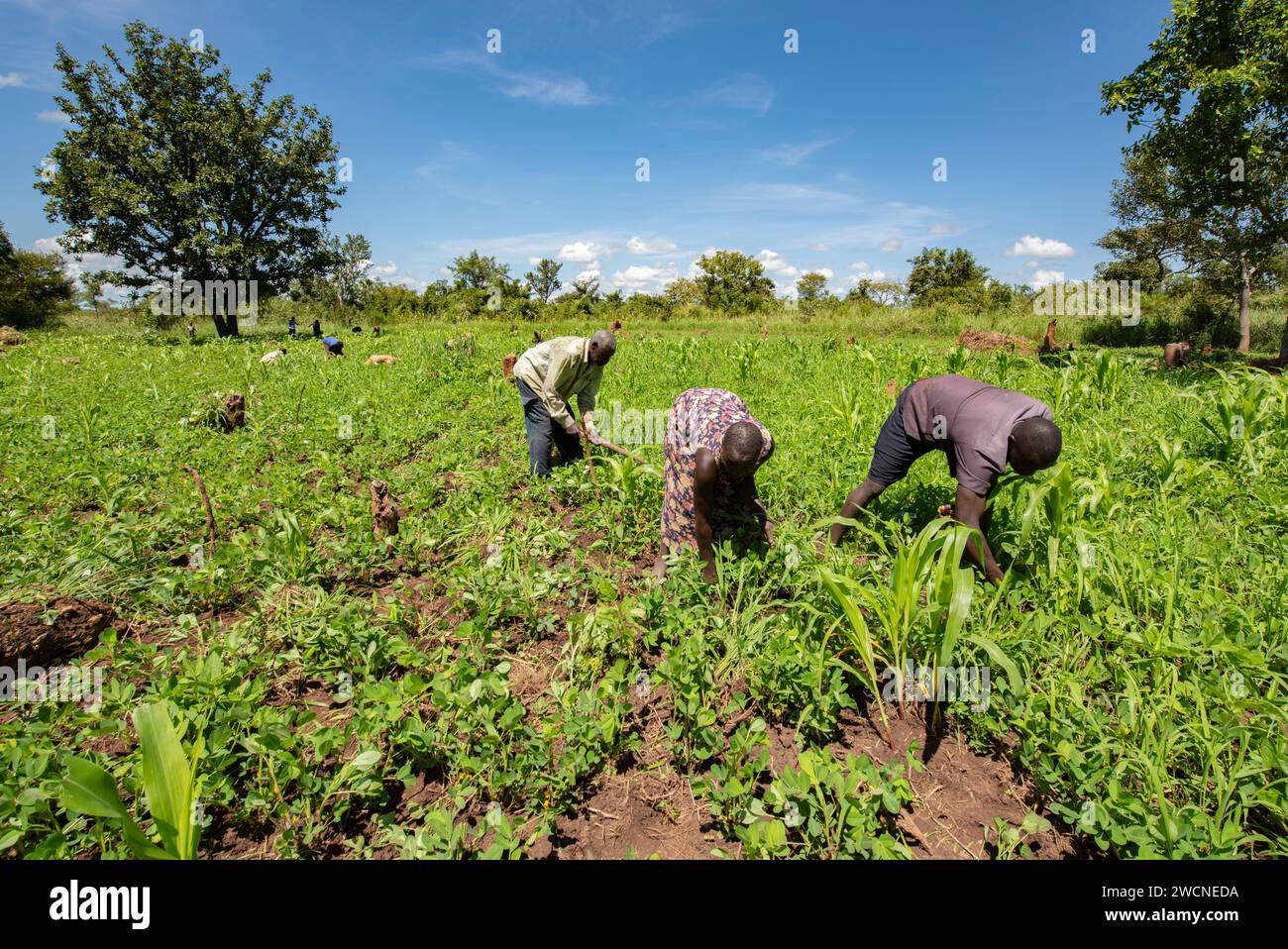 Uganda, Gwendiya, Gulu District. Community members work in the ...