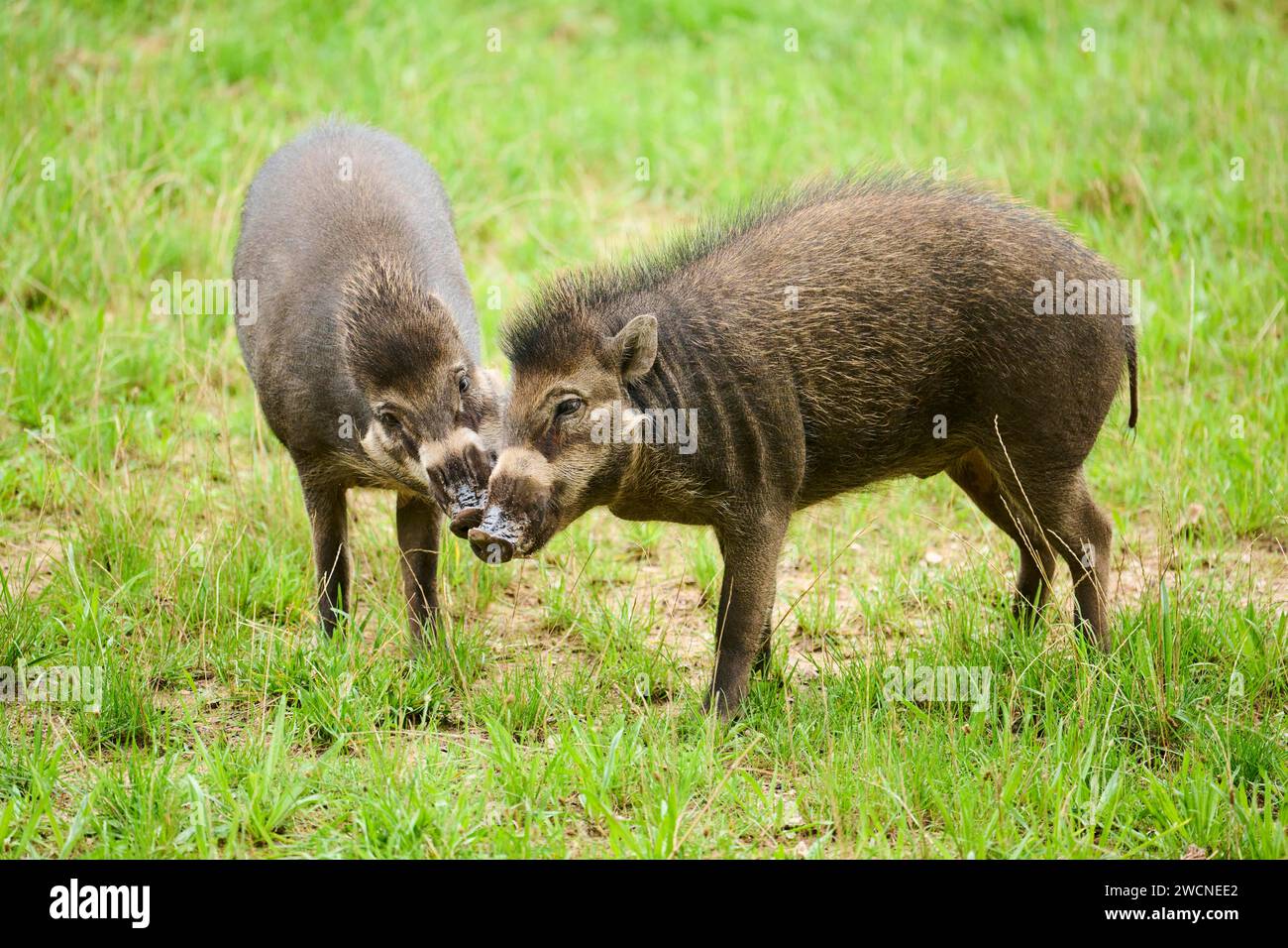 Visayan warty pigs hi-res stock photography and images - Alamy