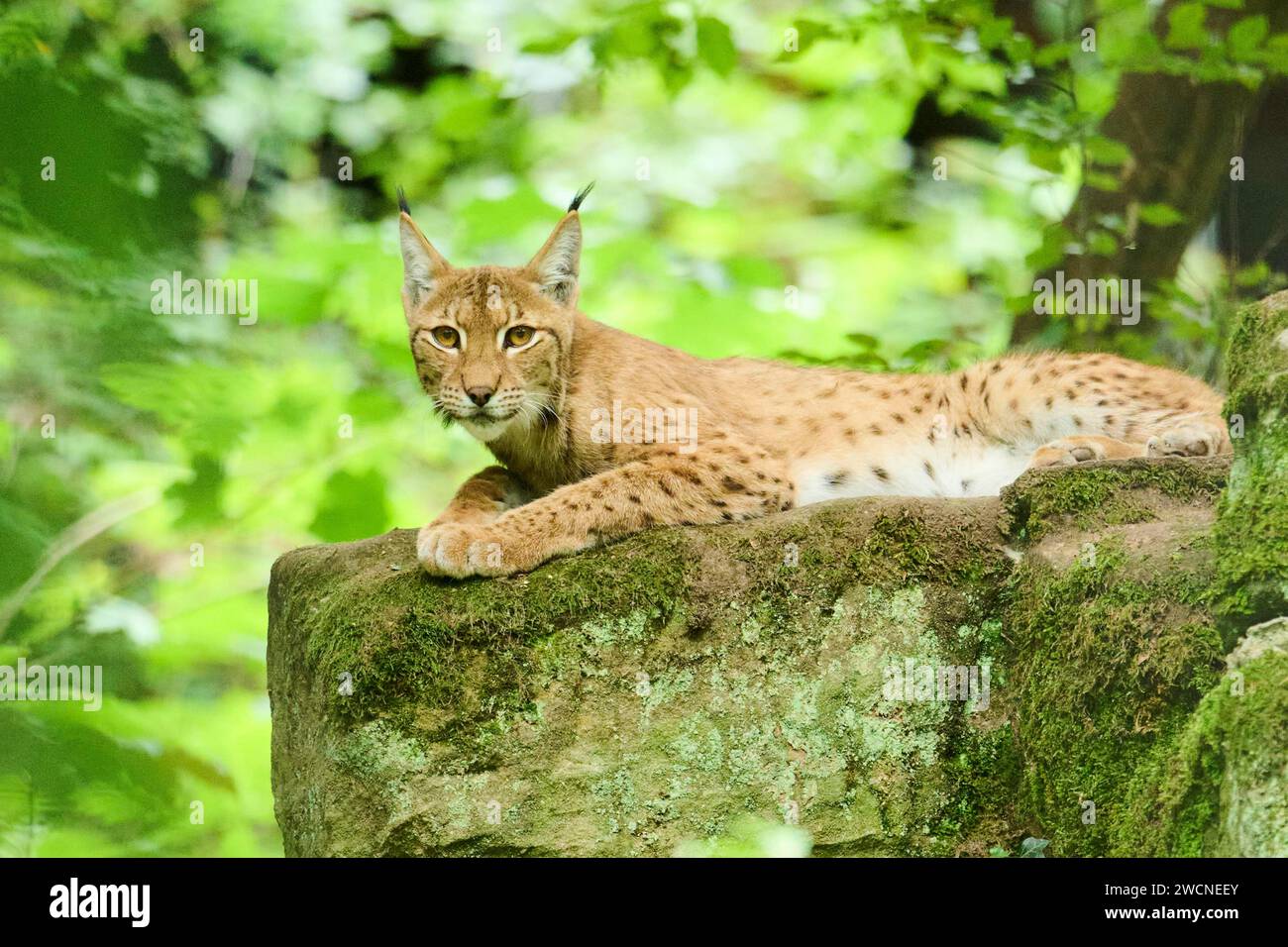 Eurasian lynx (Lynx lynx) lying on a rock, Bavaria, Germany Stock Photo ...