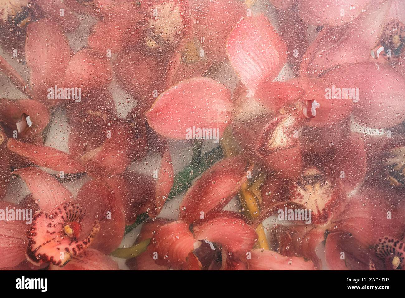 Flower texture glass window hi-res stock photography and images - Alamy
