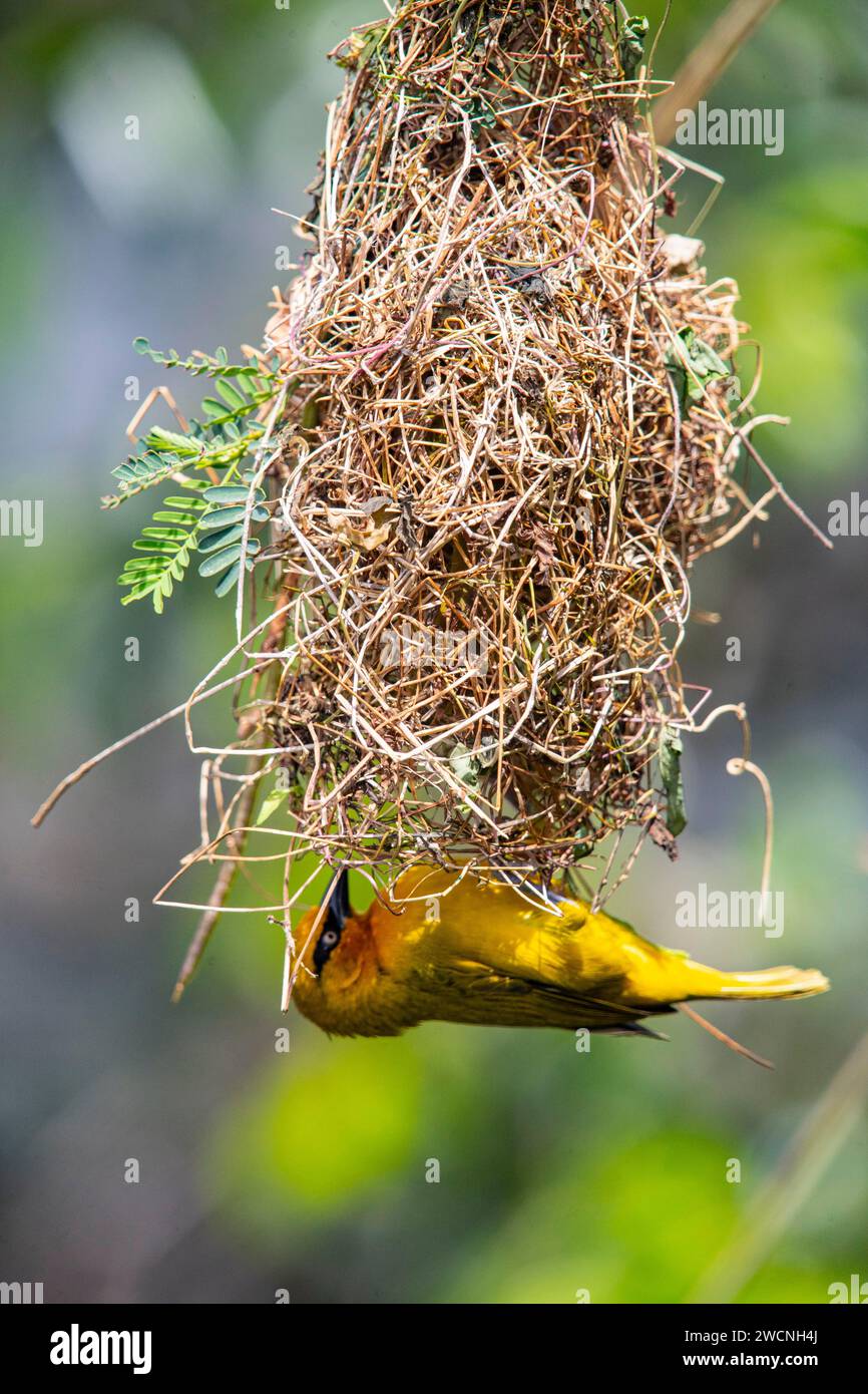 Spectacled weaver (Ploceus ocularis) Masai Mara Kenya Stock Photo - Alamy