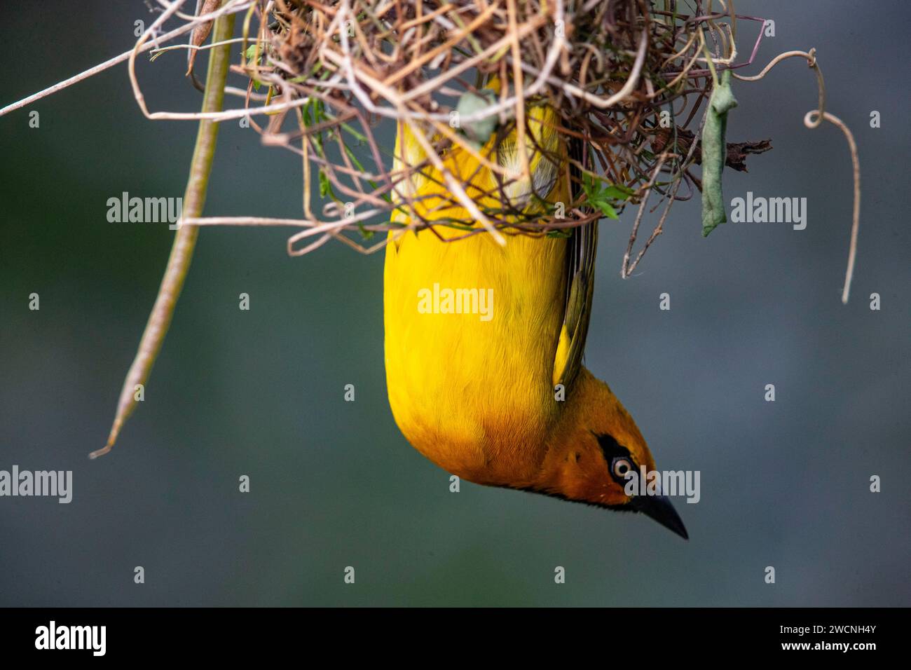 Spectacled weaver hi-res stock photography and images - Alamy