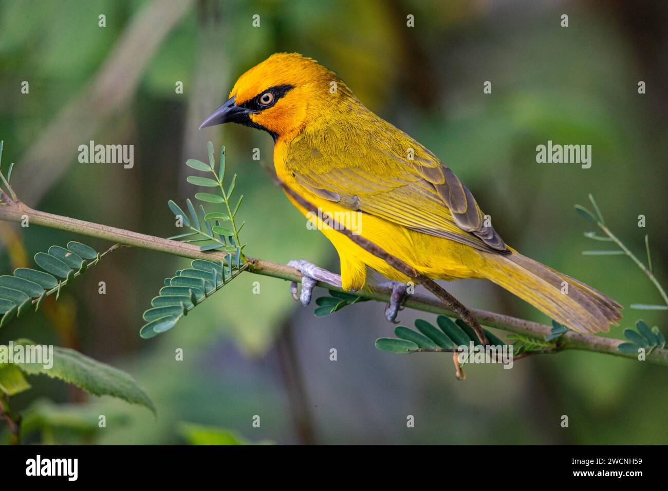 Spectacled weaver (Ploceus ocularis) Masai Mara Kenya Stock Photo - Alamy