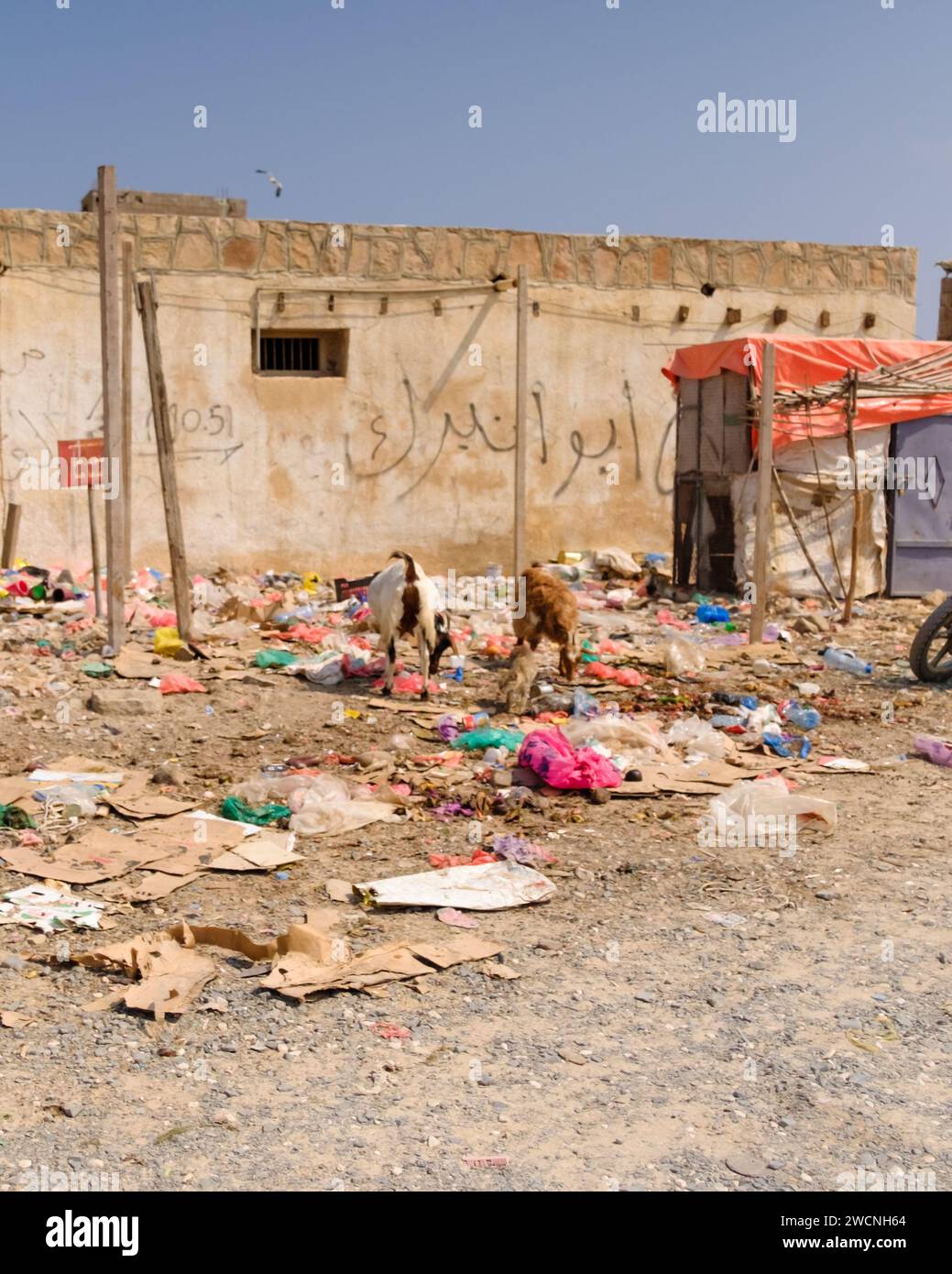 Street scene in Hadiboh, Socotra, Yemen, featuring goats amidst litter ...
