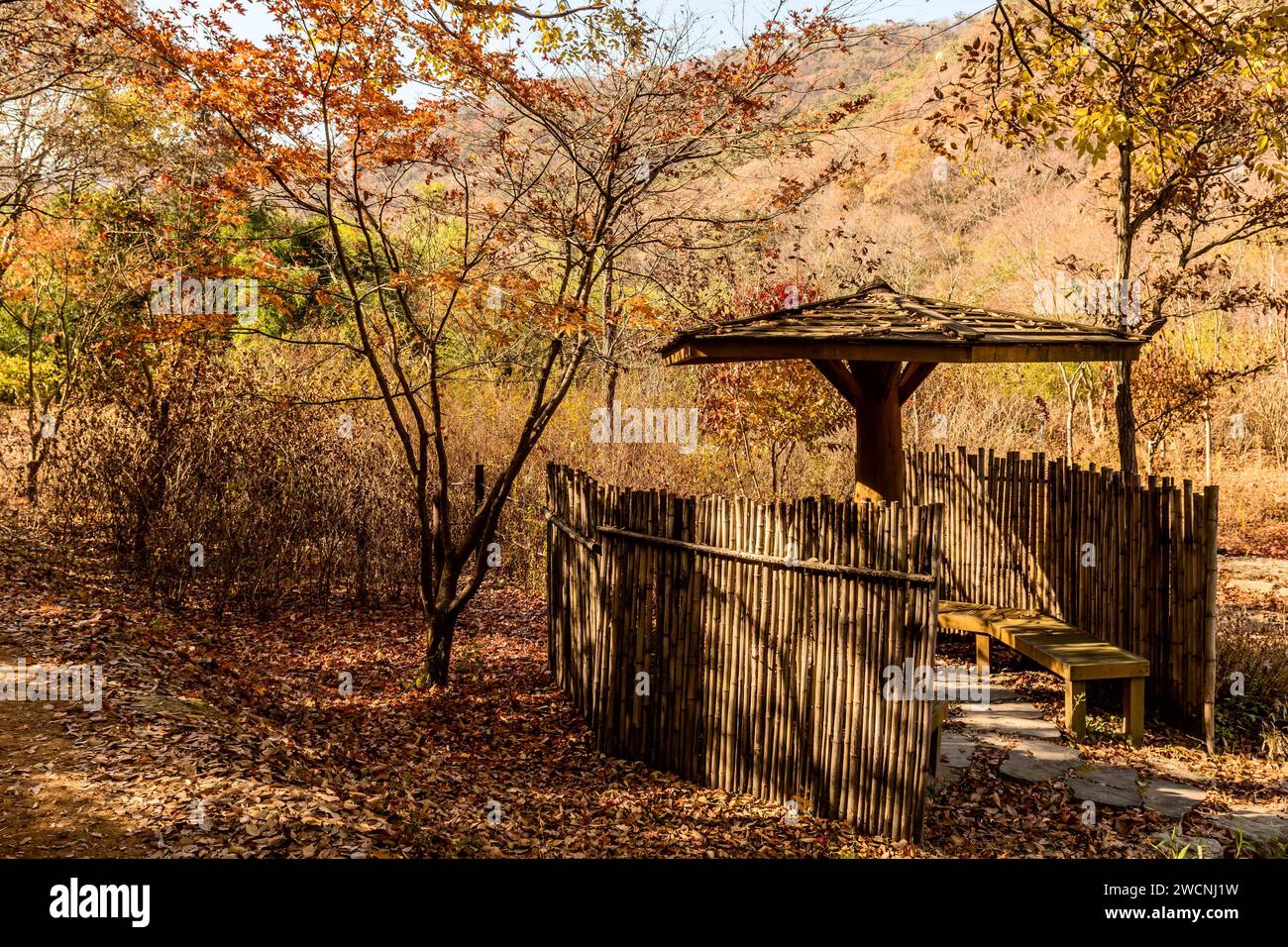 Covered park benches behind bamboo walls in wilderness park Stock Photo ...