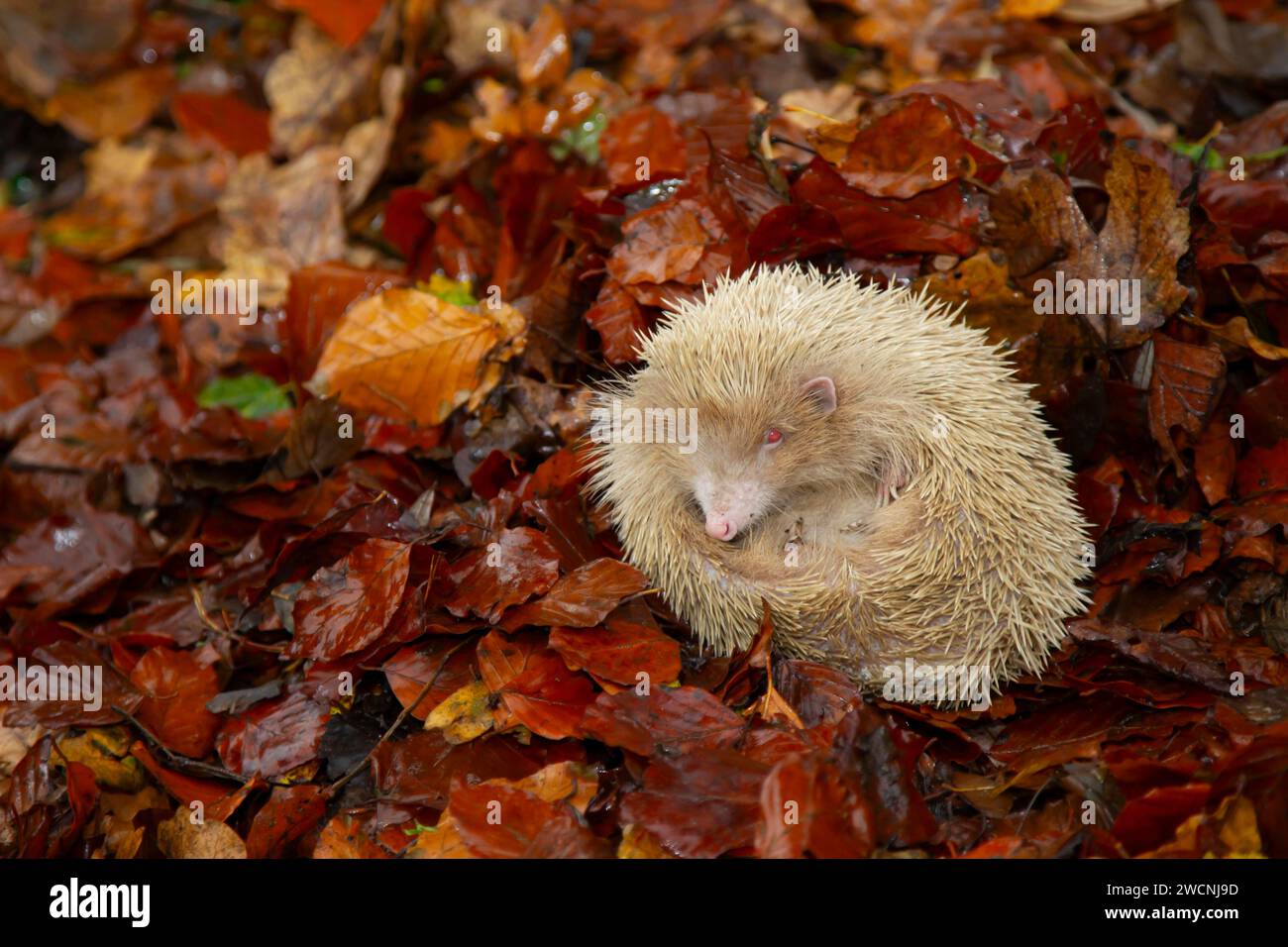 Animal albinism hi-res stock photography and images - Alamy