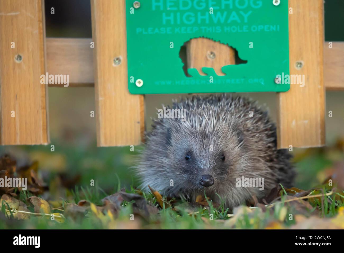 European hedgehog (Erinaceus europaeus) adult animal walking through a ...