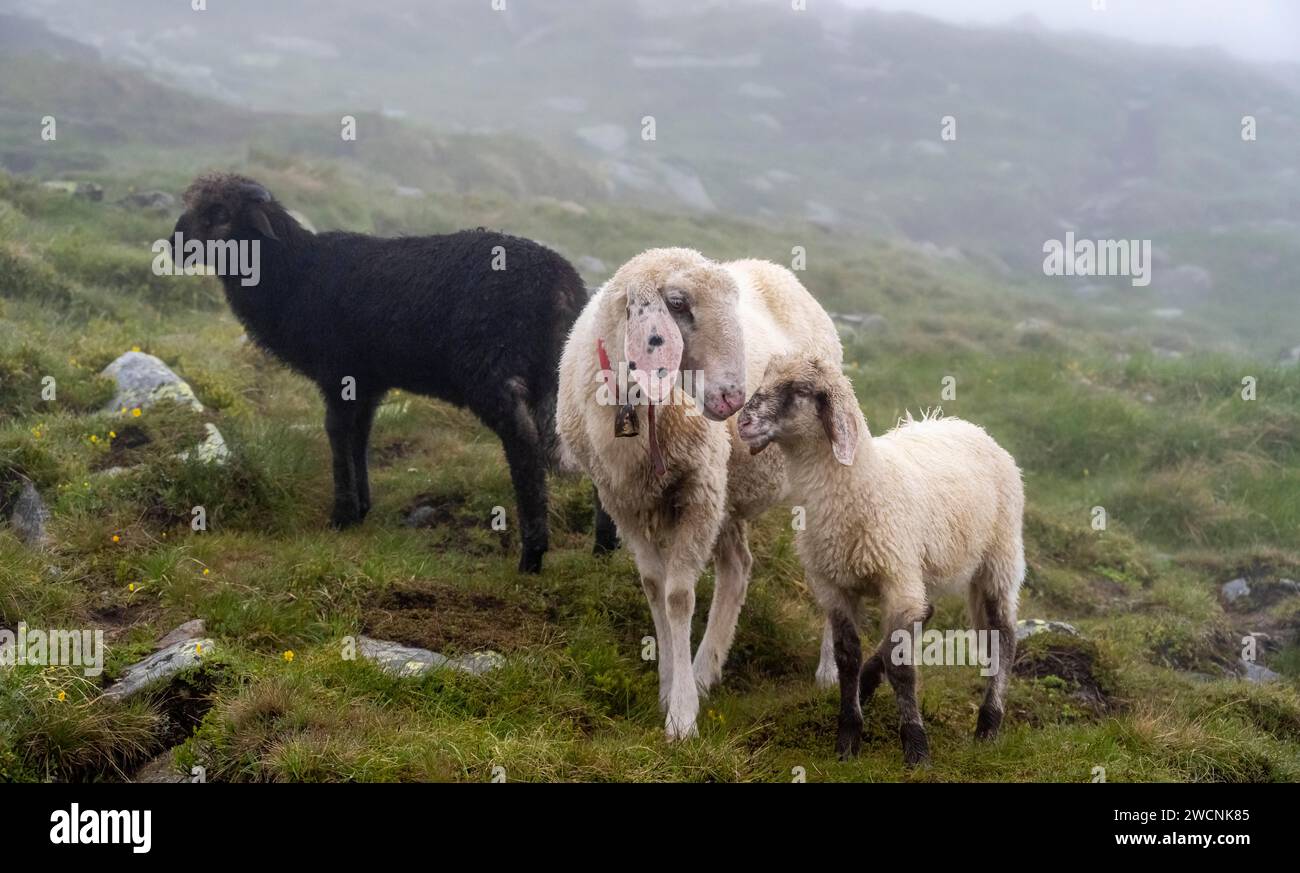 Zillertal alps nature park and animal hi-res stock photography and ...