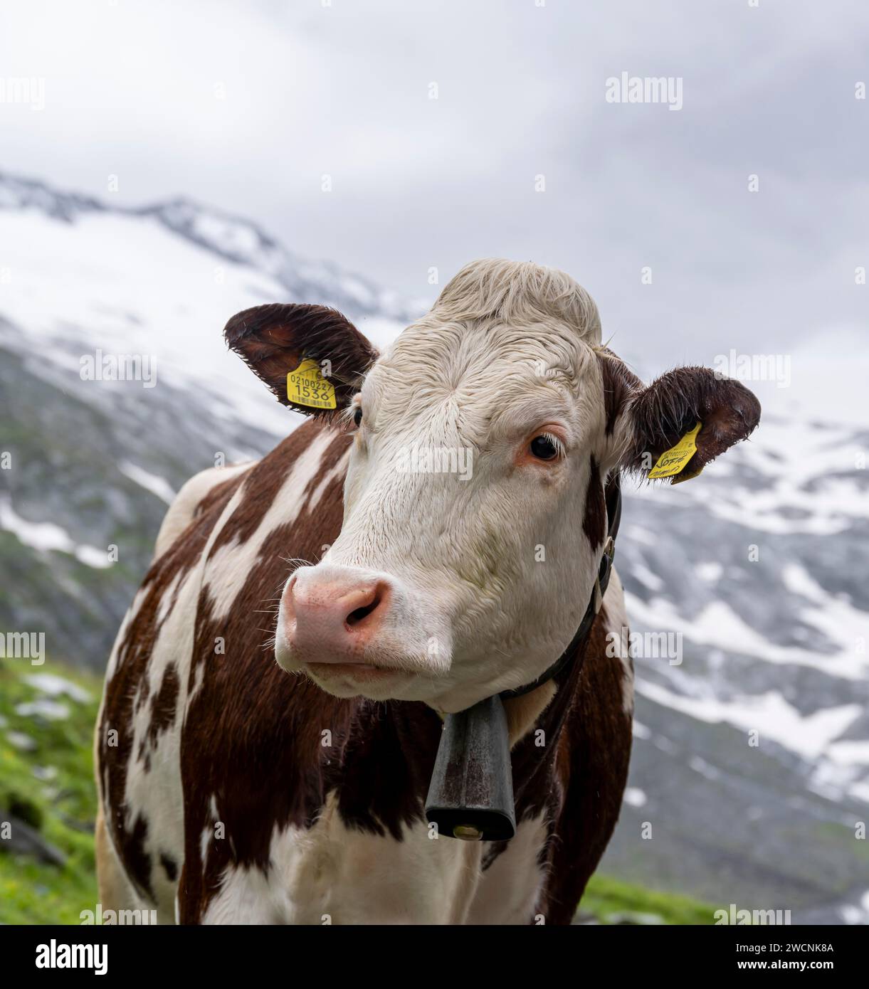 Spotted cow hi-res stock photography and images - Alamy